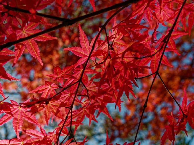 Top 10 Small Trees for NZ Gardens: Perfect for Limited Spaces