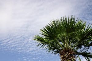 Palm Trees in New Zealand: A Comprehensive Guide